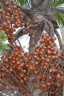 Artes de Miriti: História do Miriti